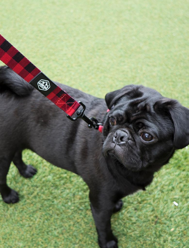 Pets – Alpine Beer Company